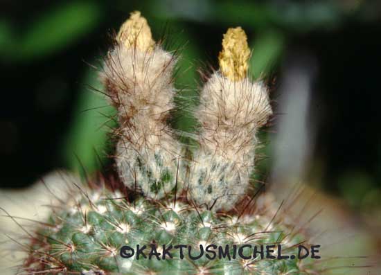 Die Pflege von Kakteen und anderen Sukkulenten im Juni - KAKTUSNEWS und ...