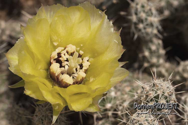 Grusonia bulbispina - KAKTUSNEWS und andere Hobbys